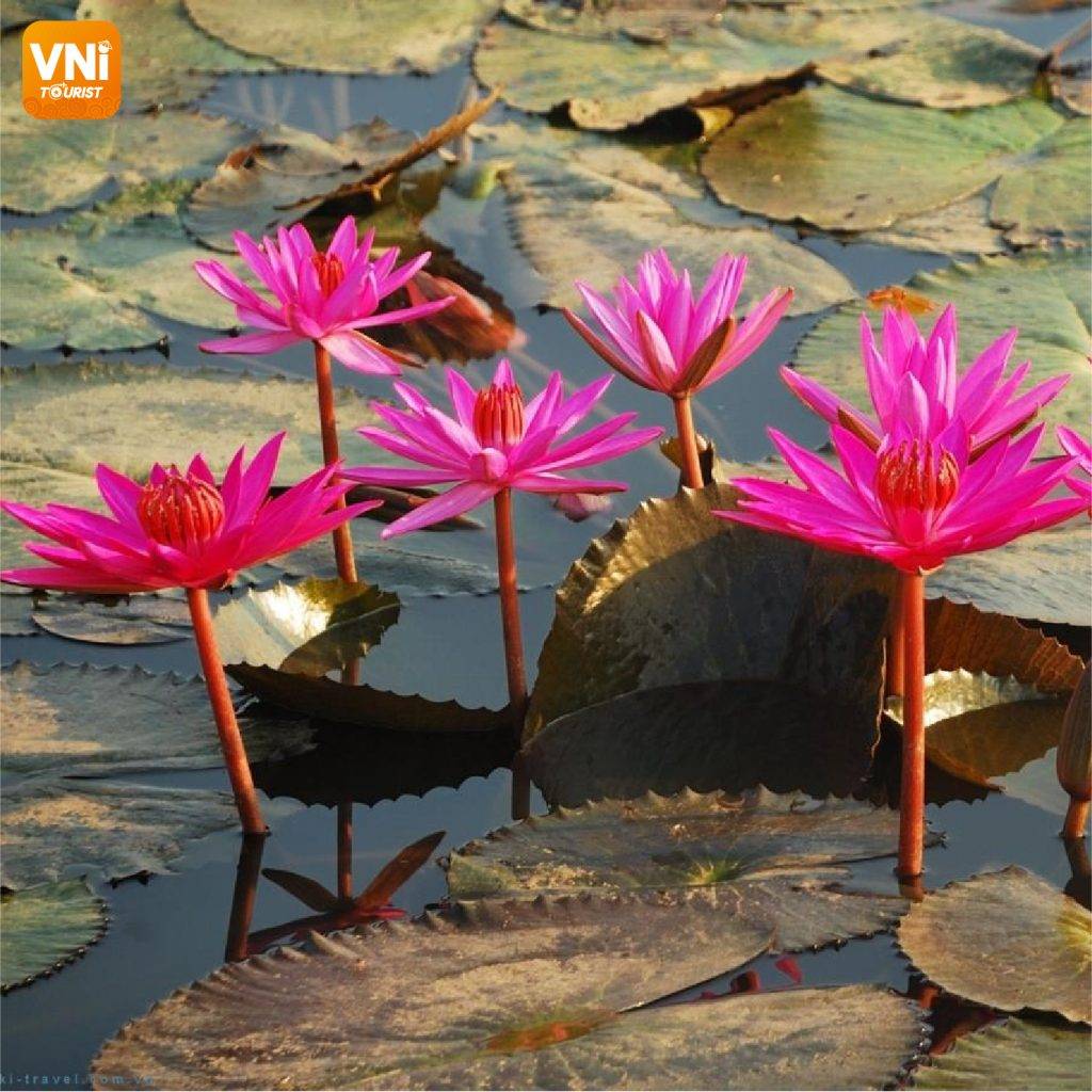 WATER LILY SEASON IN THE LONG AN FLOODPLAINS
