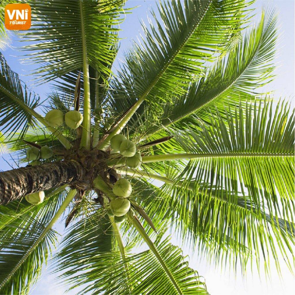 THE FIFTH BEN TRE COCONUT FESTIVAL - vnitourist
