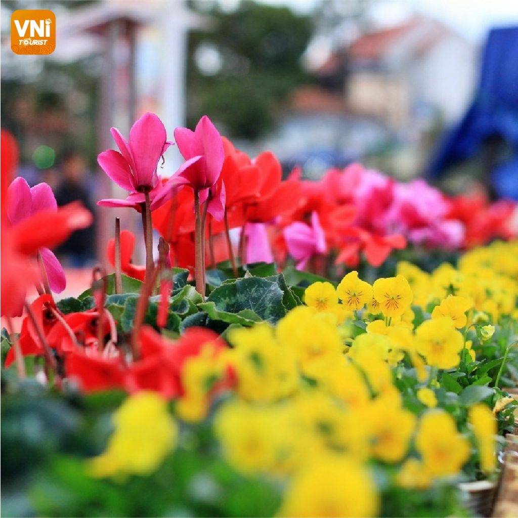 DA LAT FLOWERS FESTIVAL 2019 - Vnitourist.com