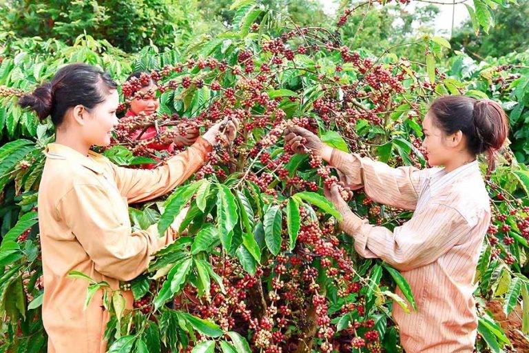 Cau Dat coffee - The best source of Arabica beans in Vietnam