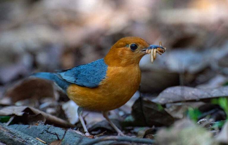 Top-notch spots for bird-watching in Da Lat